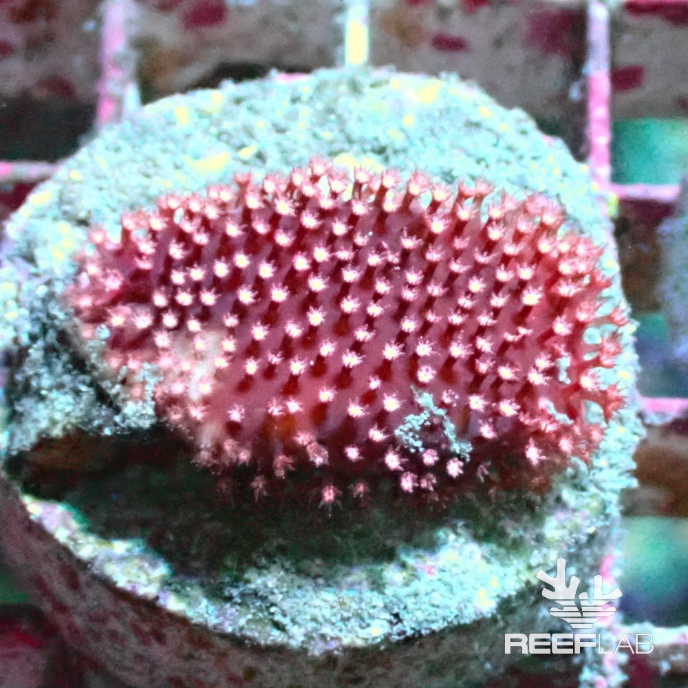 Goniopora spp | ReefLab