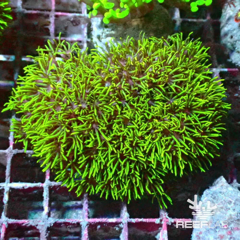Pachyclavularia violacea | ReefLab