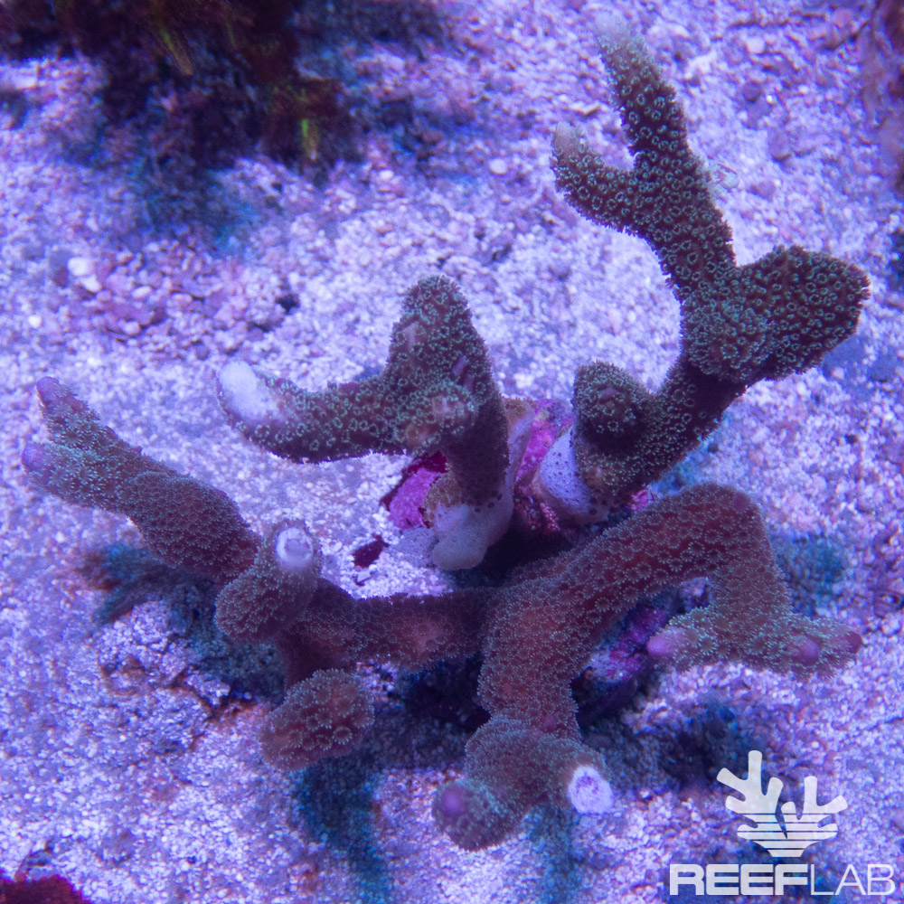 Montipora digitata | ReefLab