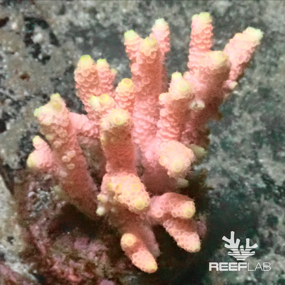 Acropora millepora | ReefLab