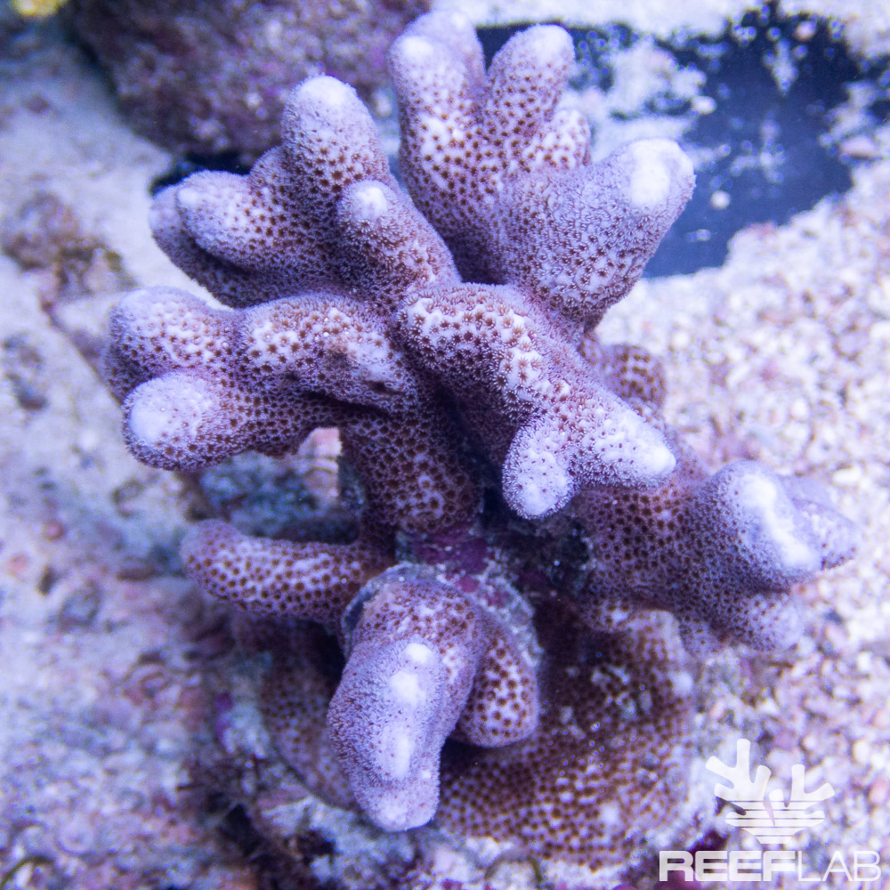 Montipora digitata | ReefLab