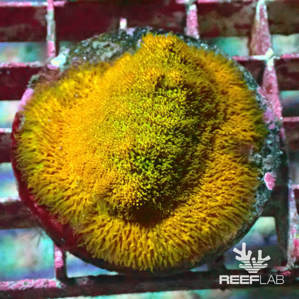 Corals Shop | ReefLab
