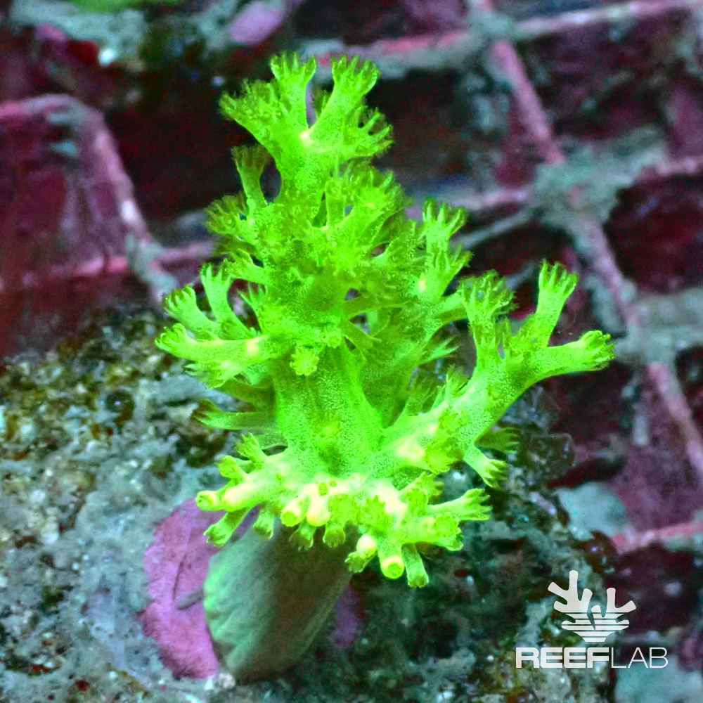 Capnella spp "Kenya Tree Shocking green" | ReefLab