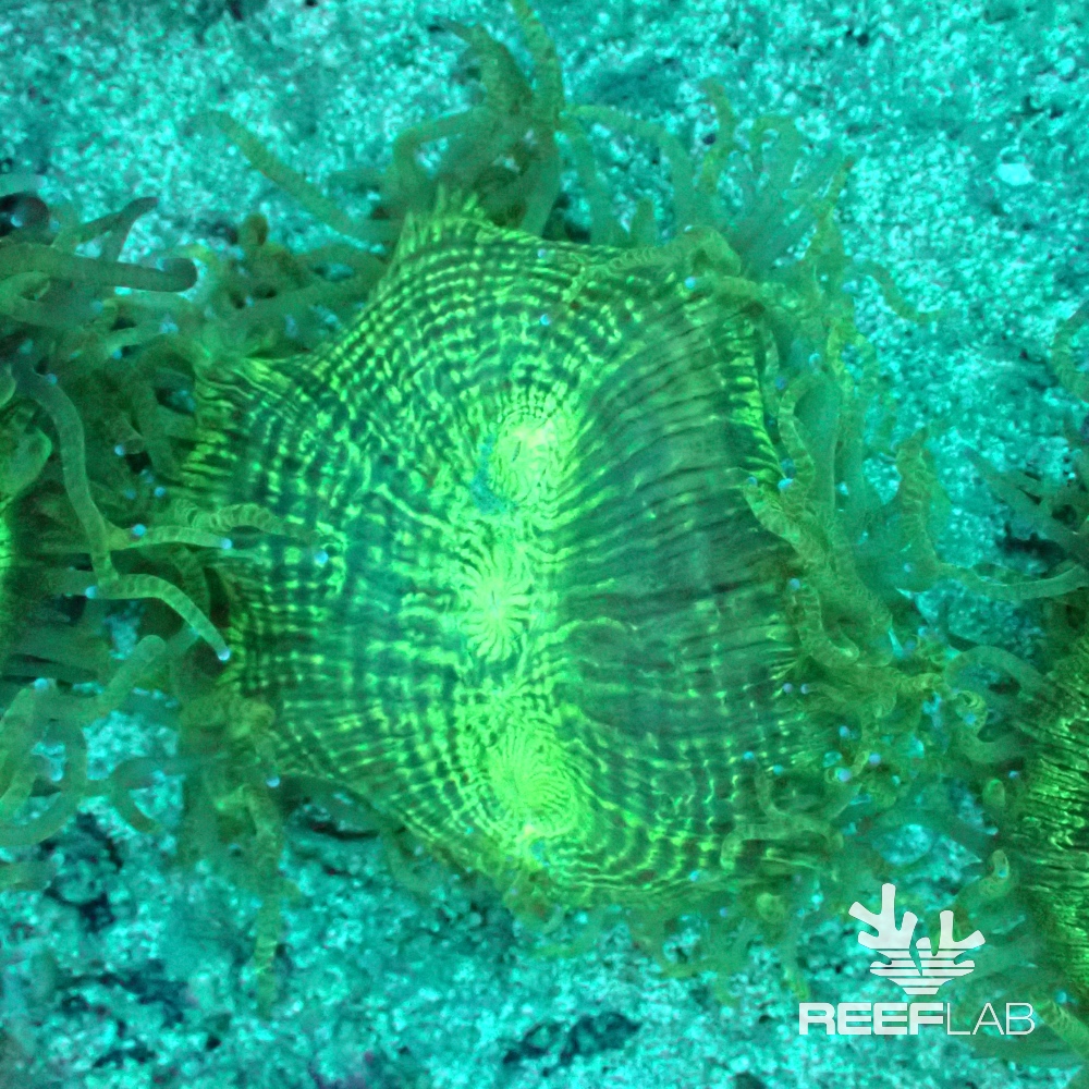 Catalaphyllia jardinei | ReefLab