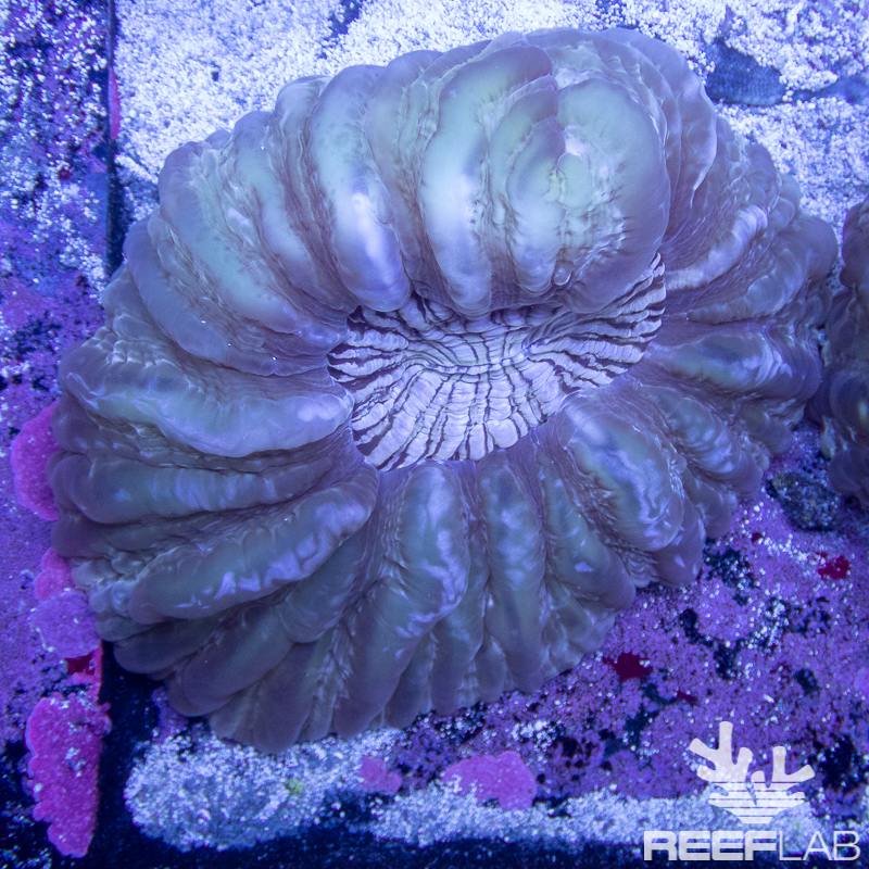 Cynarina lacrymalis | ReefLab