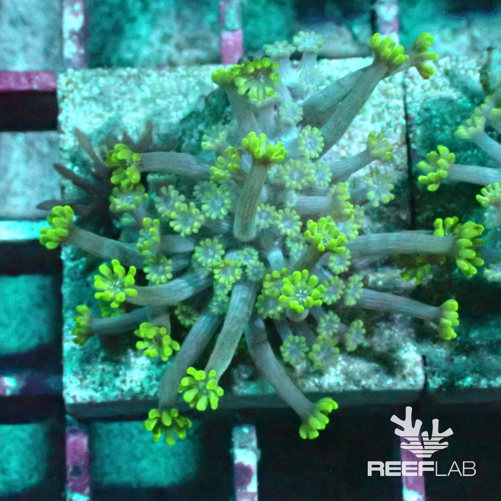 Alveopora spp | ReefLab