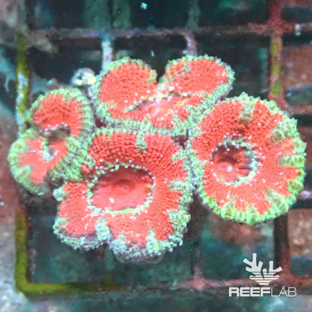Acanthastrea lordhowensis | ReefLab