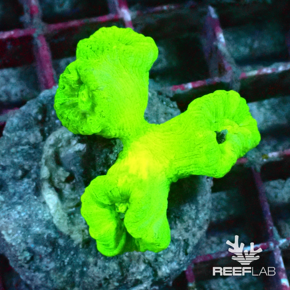 Caulastrea spp "shocking green" | ReefLab
