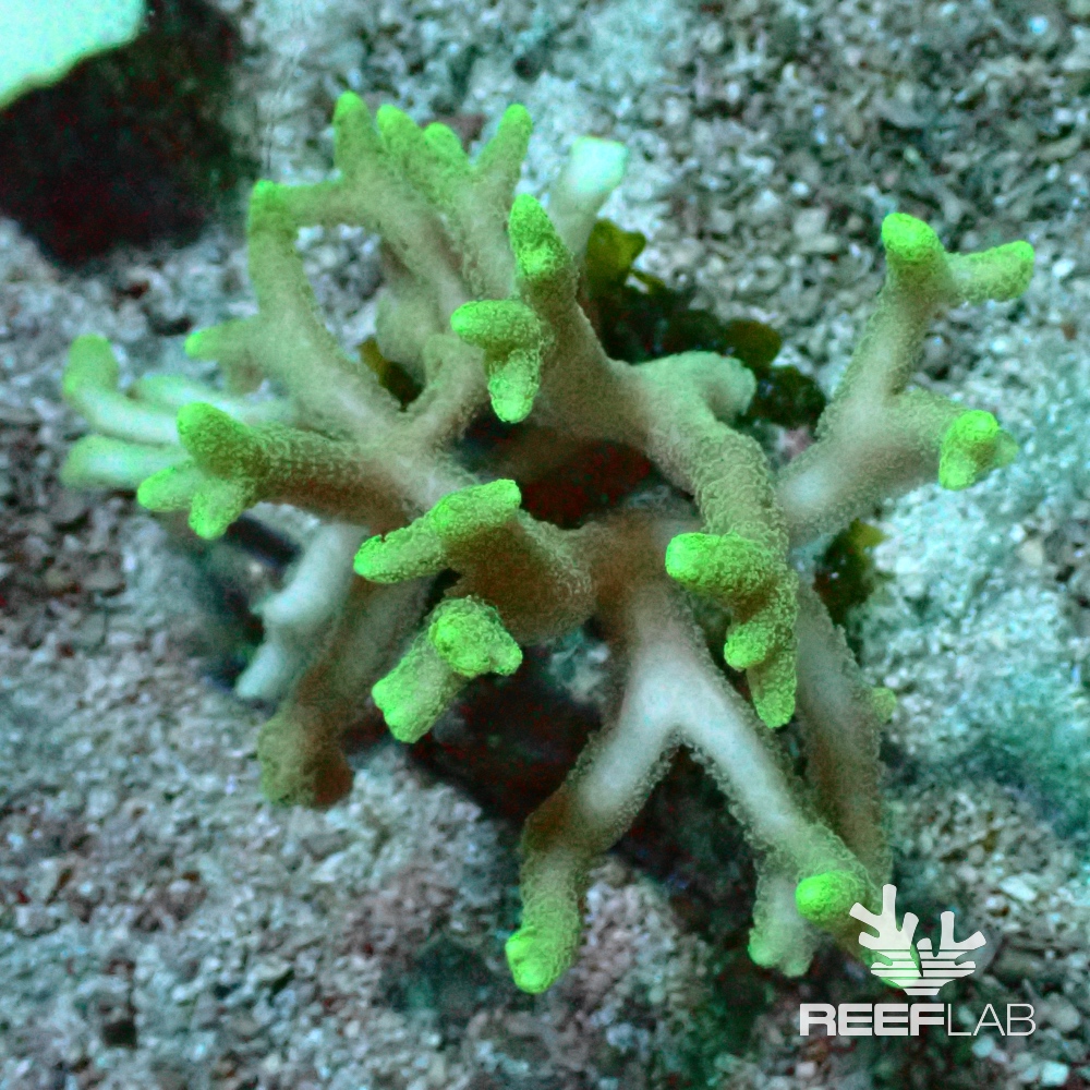 Seriatopora caliendrum | ReefLab