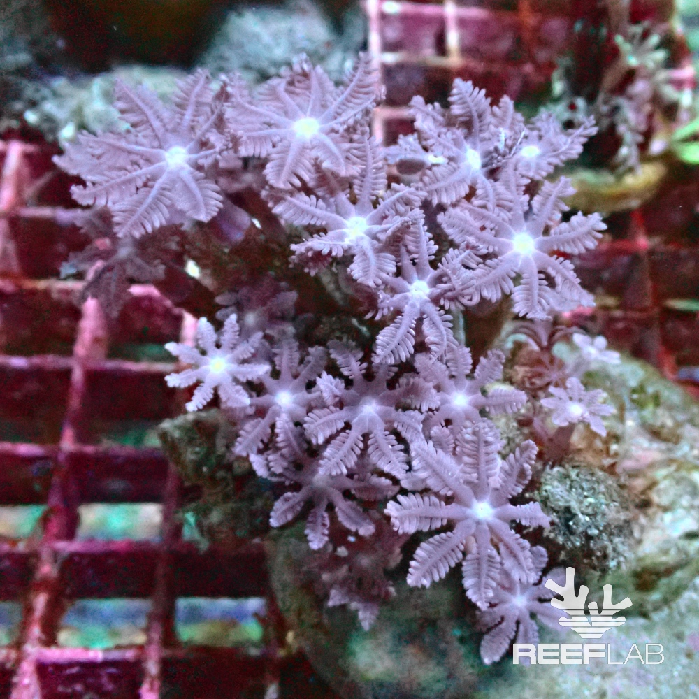 Clavularia spp | ReefLab