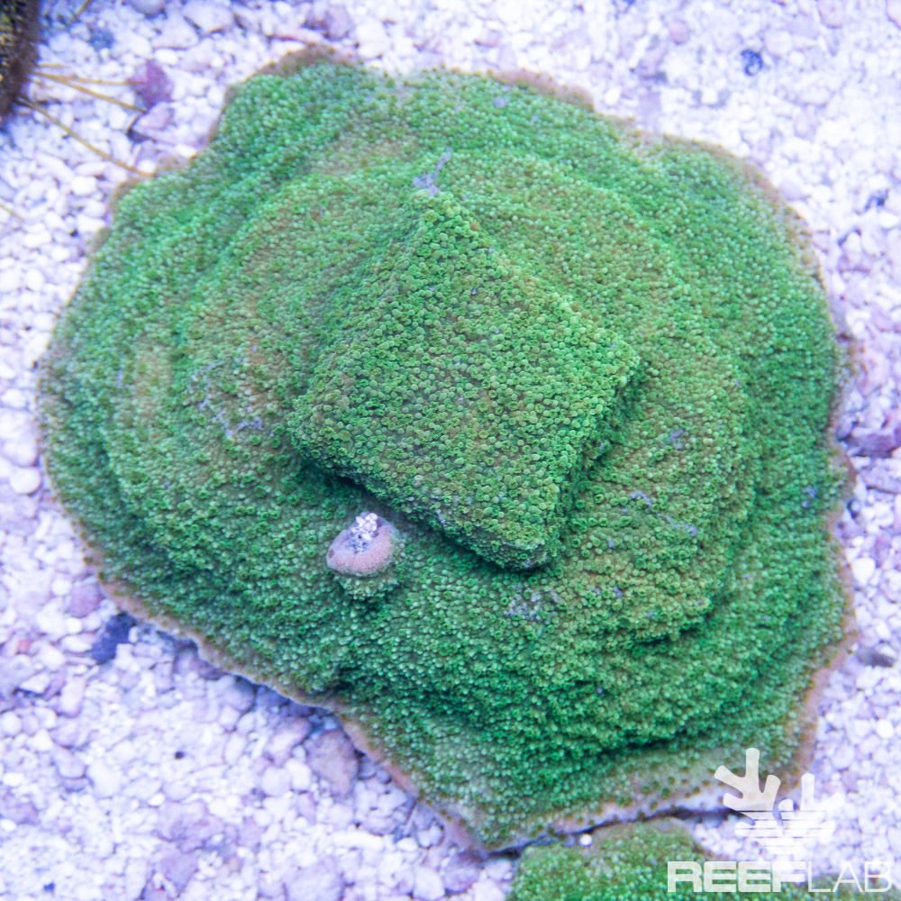 Montipora spp | ReefLab