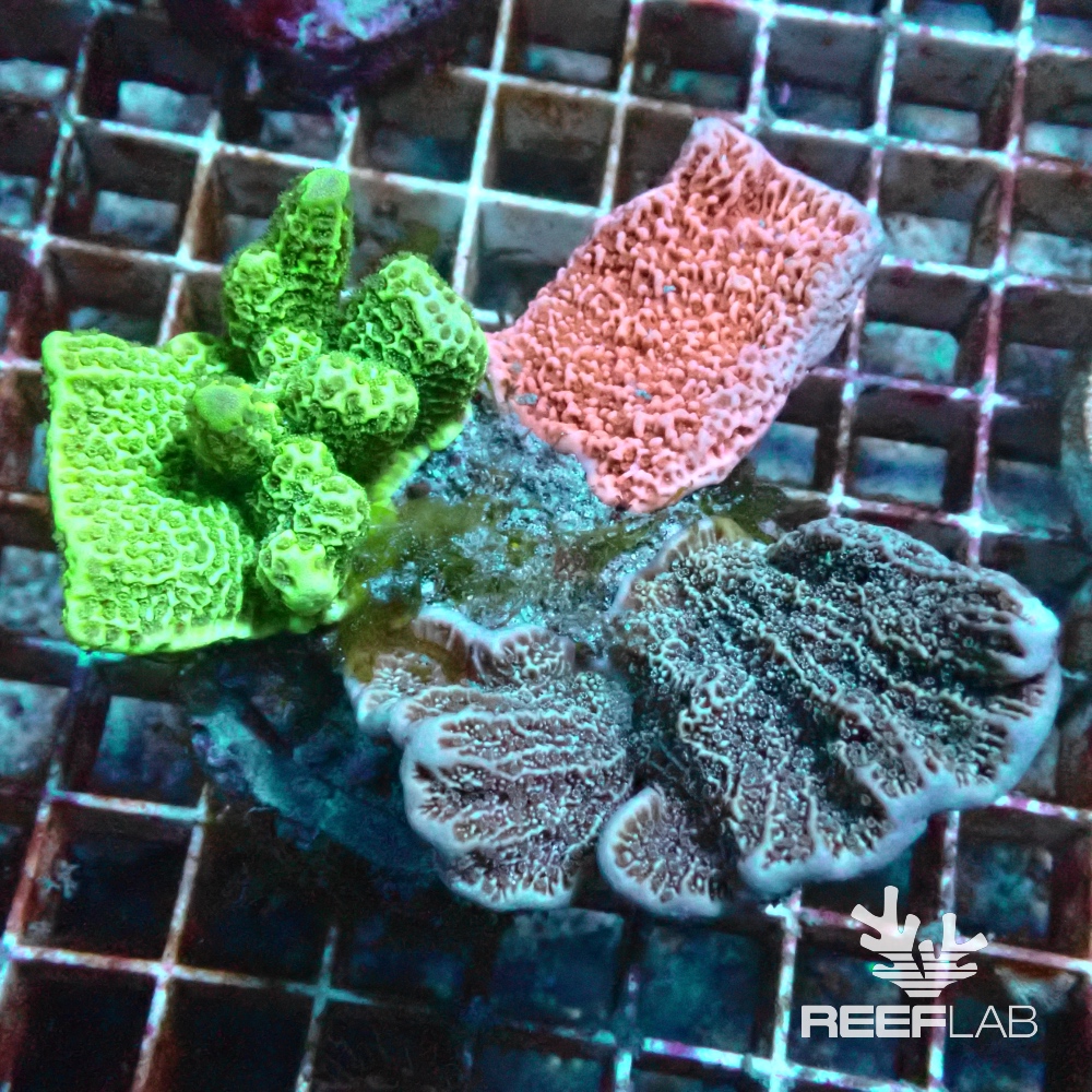Montipora spp XL | ReefLab