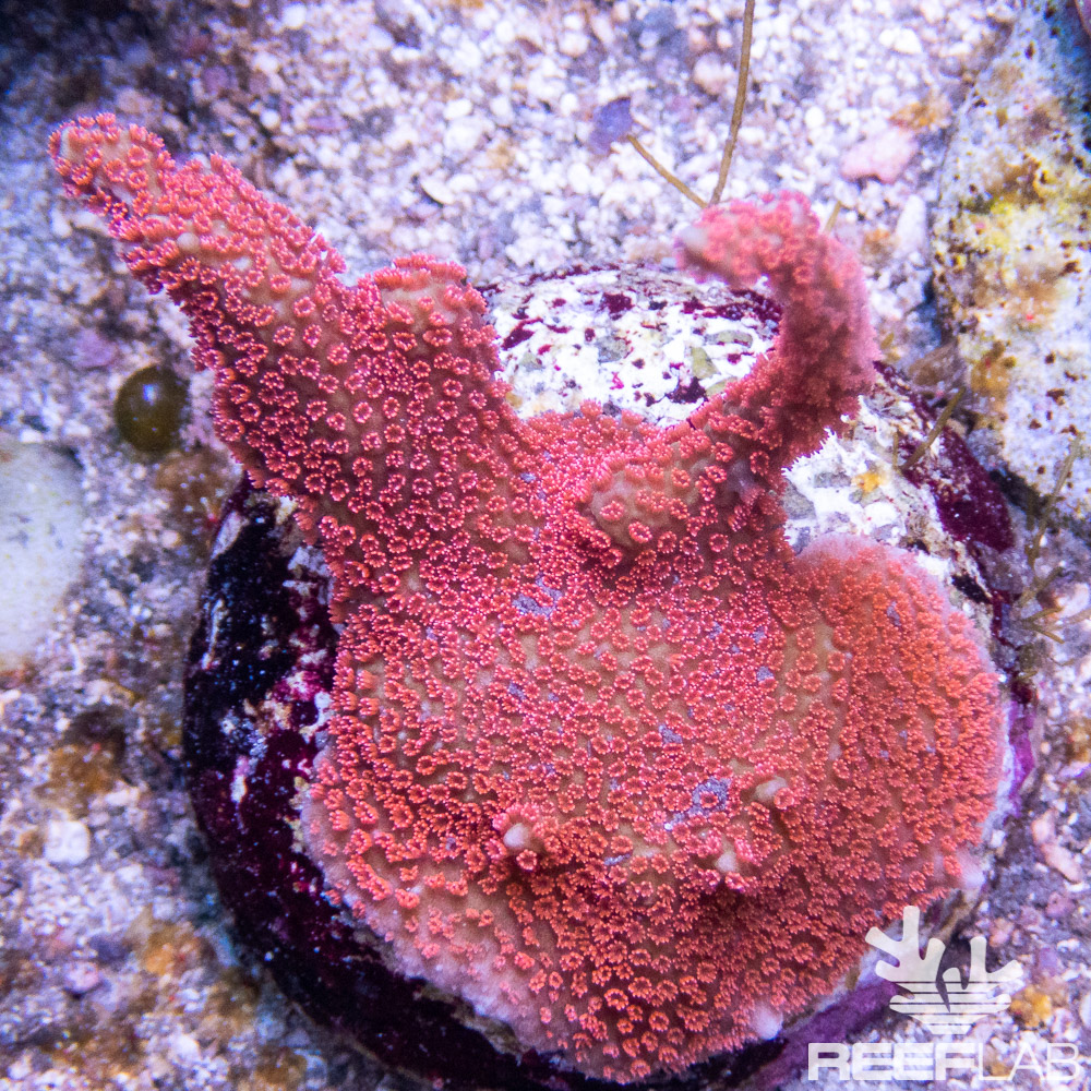 Montipora spp | ReefLab