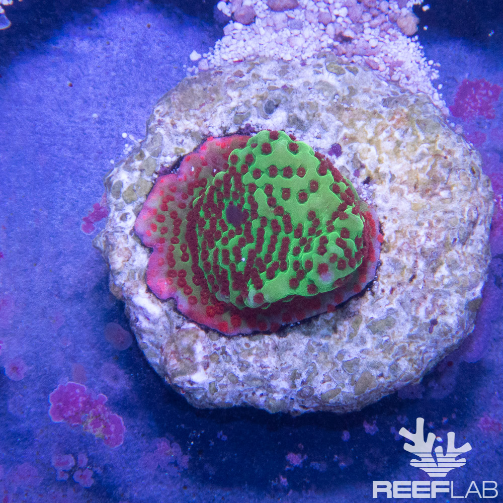 Montipora spp | ReefLab