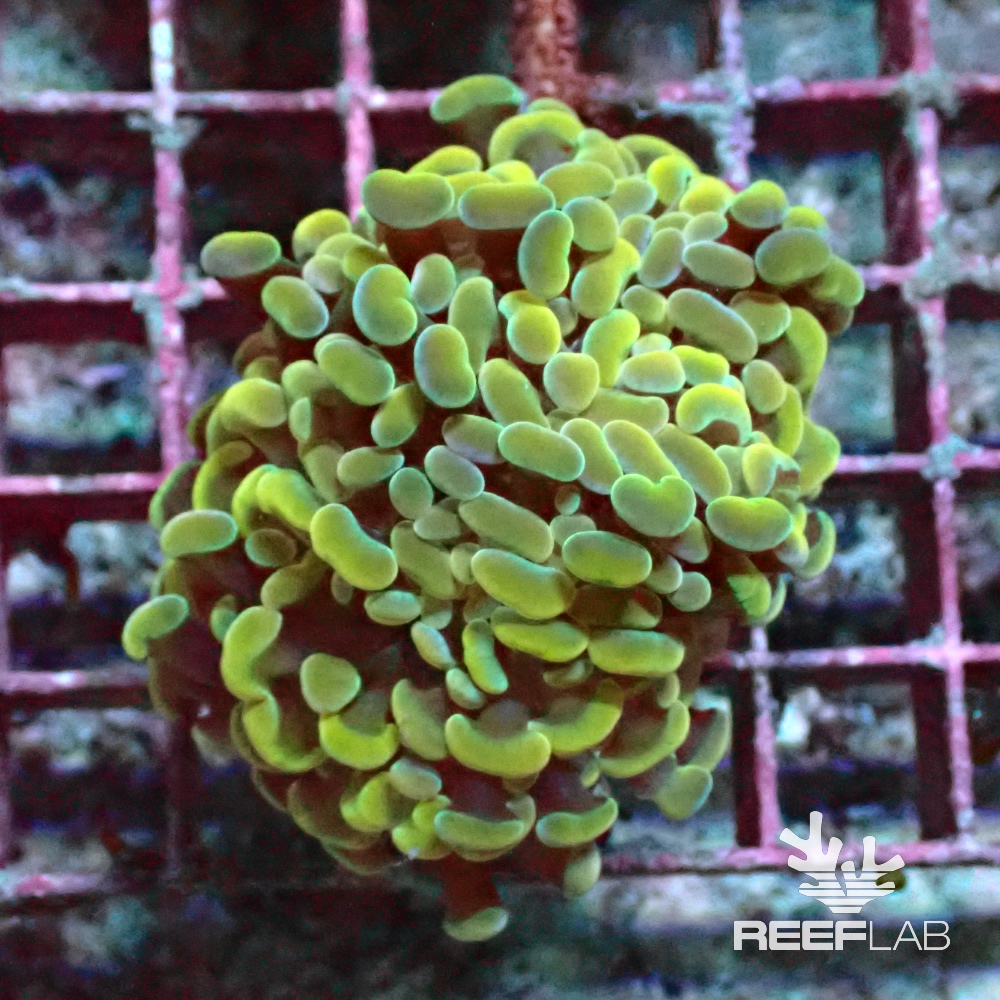 Euphyllia ancora | ReefLab