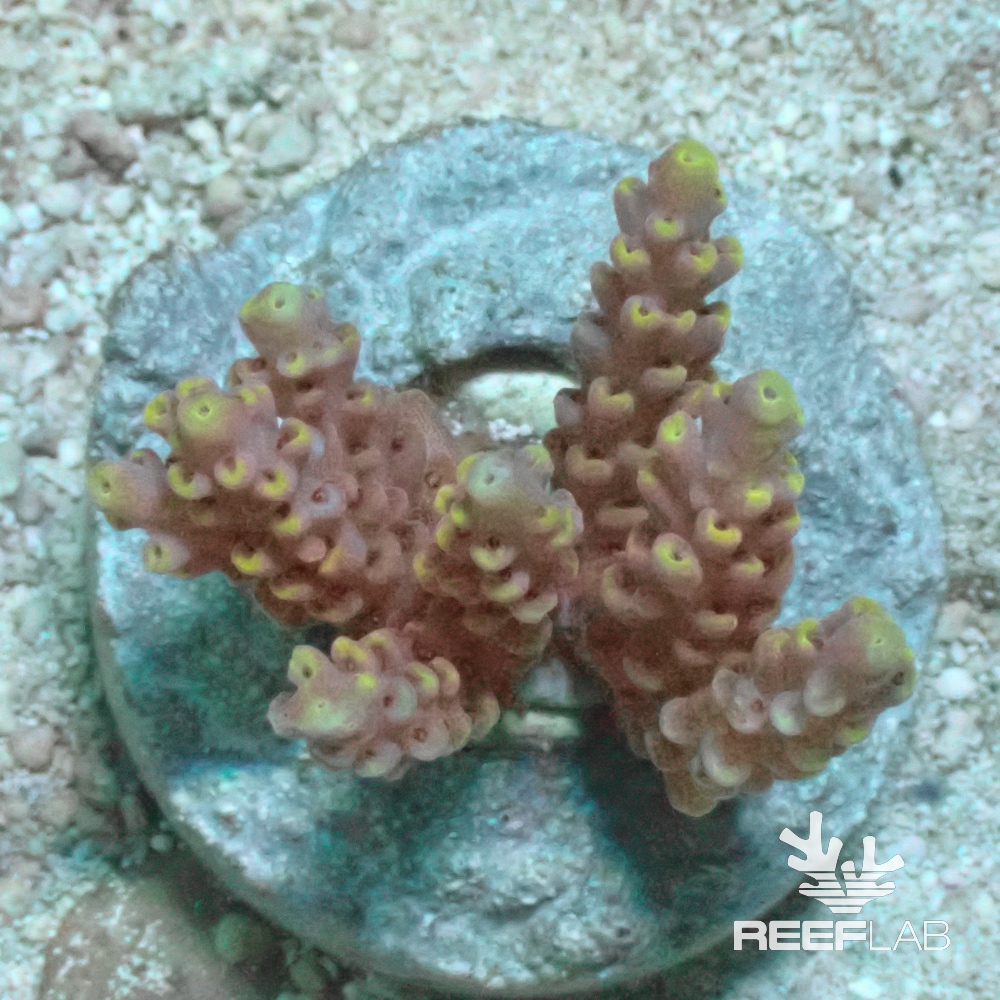 Acropora spp | ReefLab