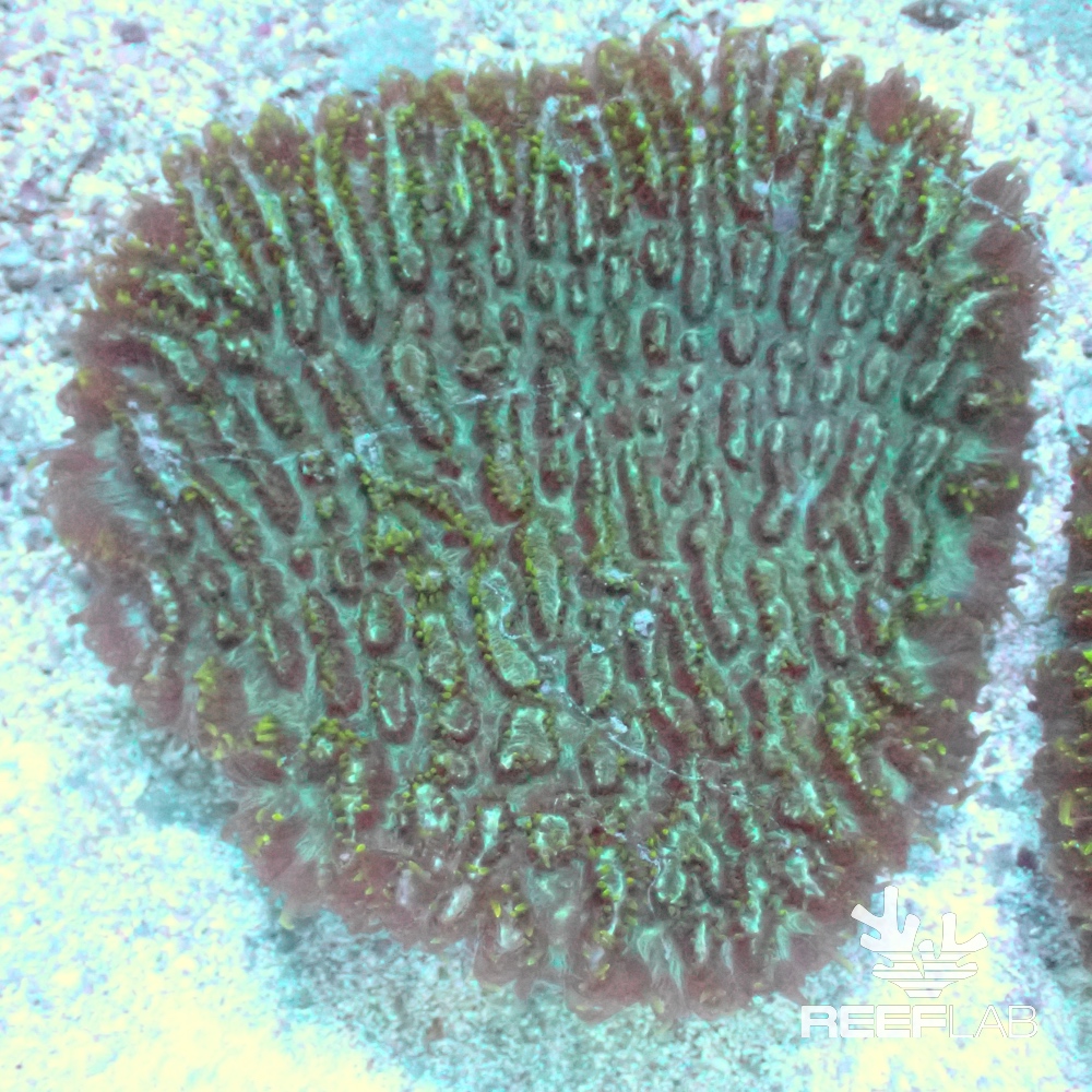 Merulina ampliata XL | ReefLab