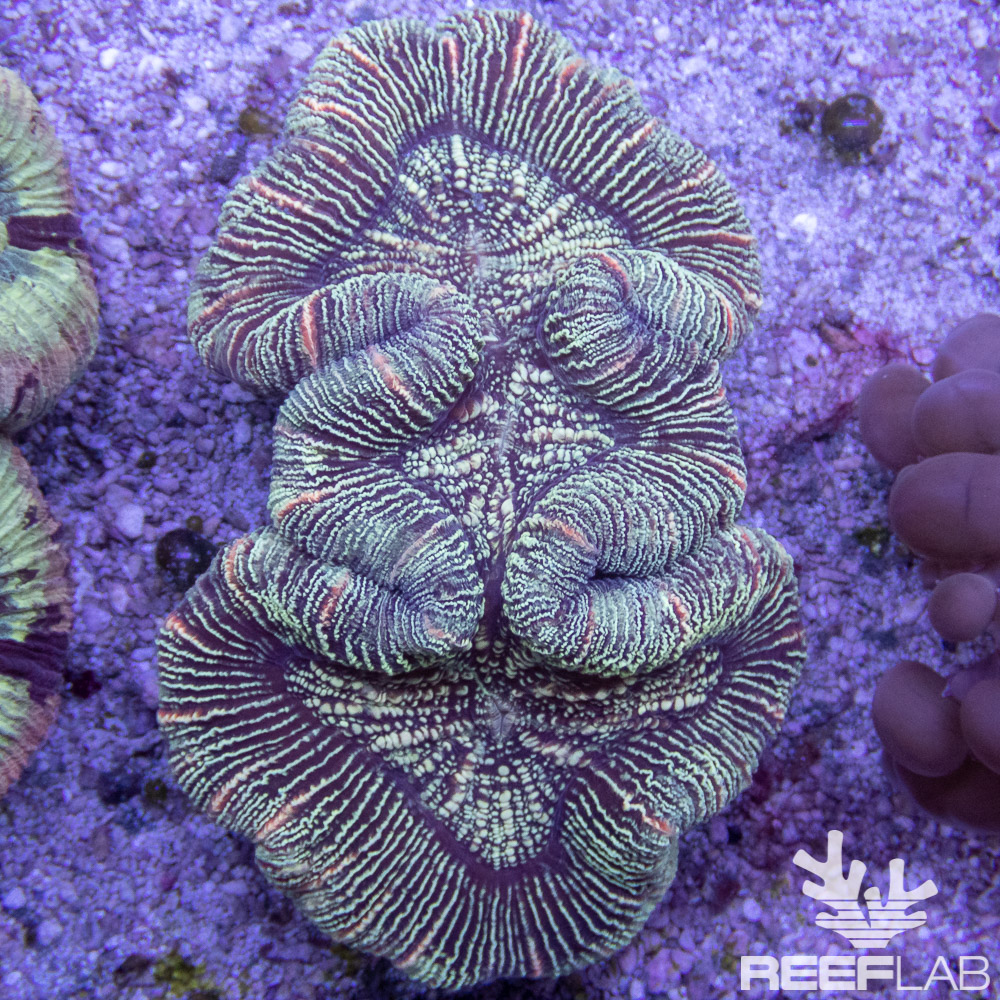Trachyphyllia geoffroyi | ReefLab