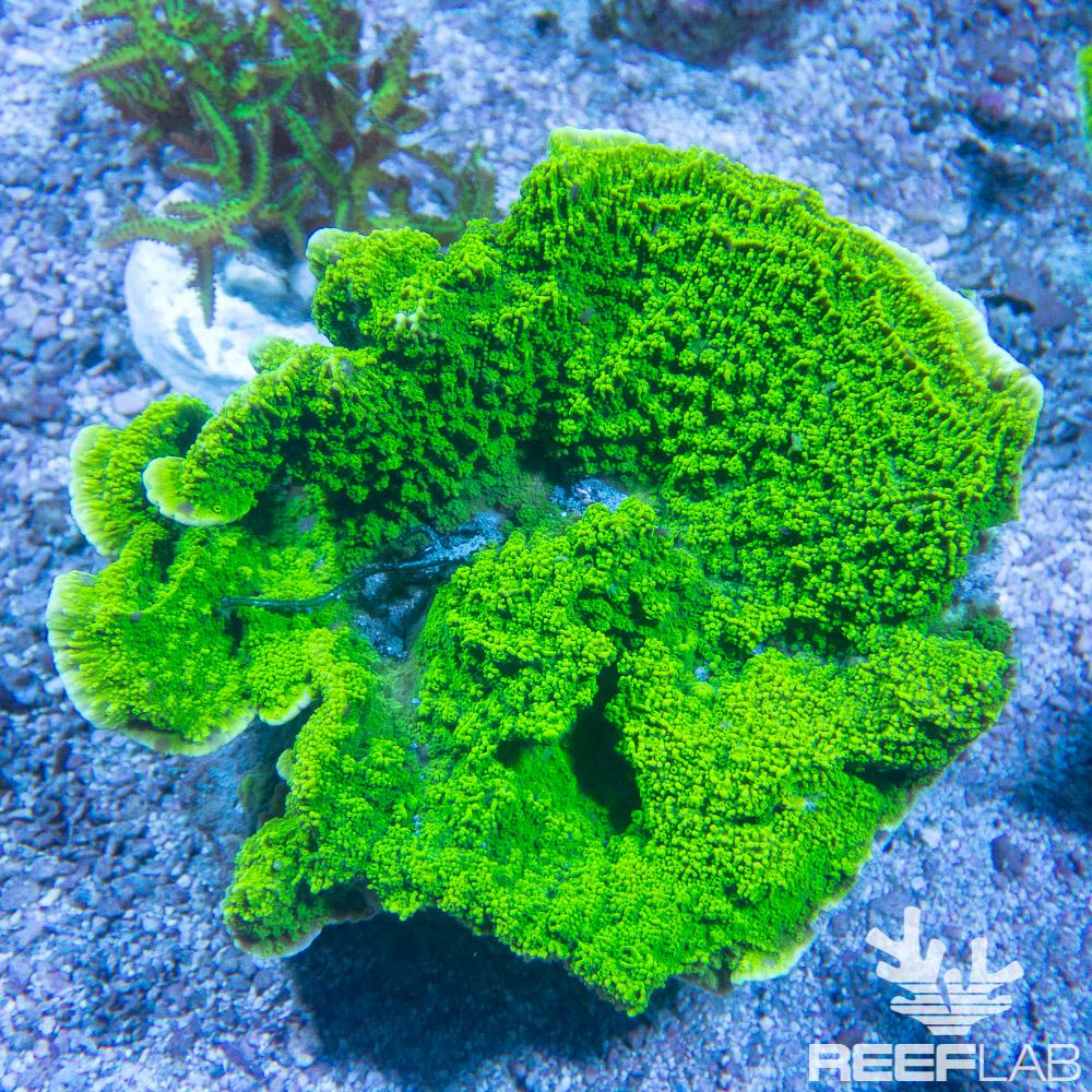Montipora foliosa XL | ReefLab