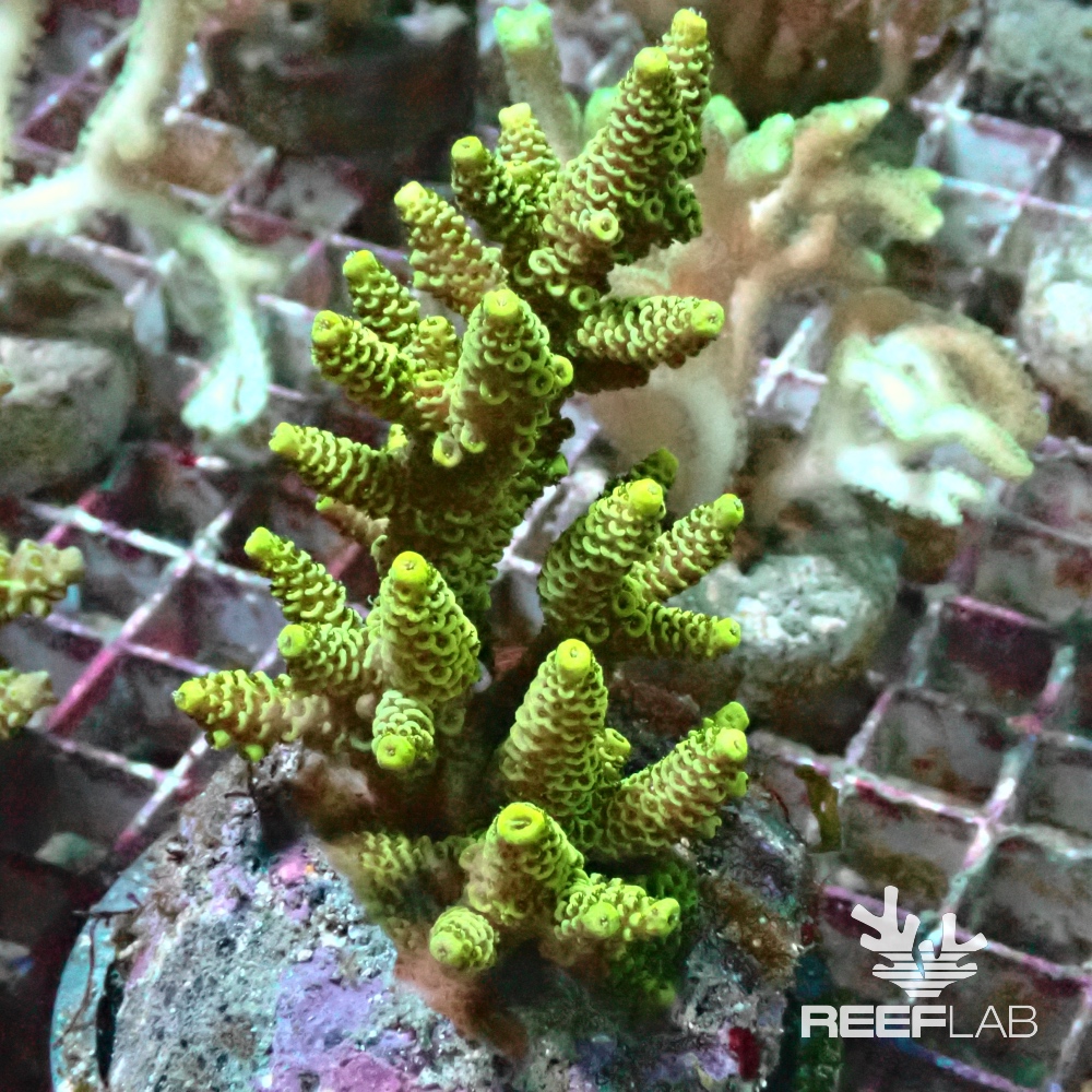 Acropora millepora | ReefLab