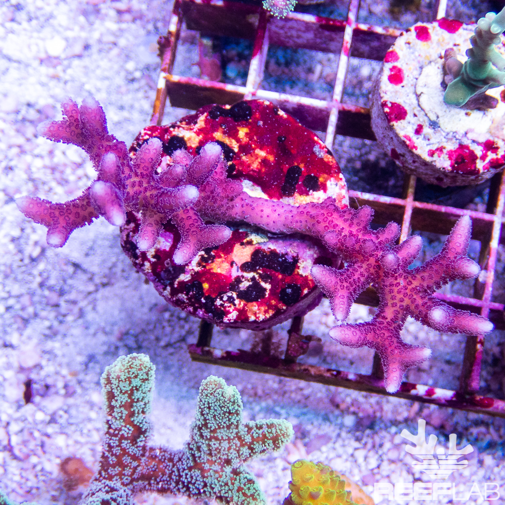 Stylophora subseriata | ReefLab