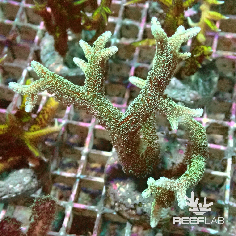 Seriatopora caliendrum "silver" | ReefLab