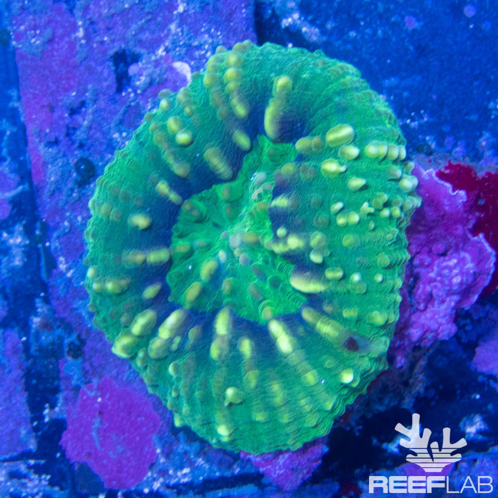 Scolymia australis | ReefLab