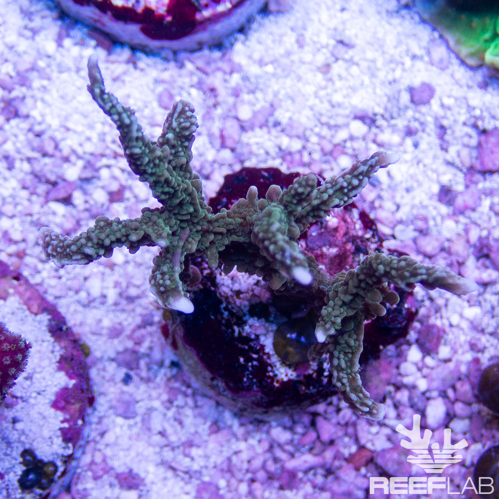 Montipora stellata | ReefLab