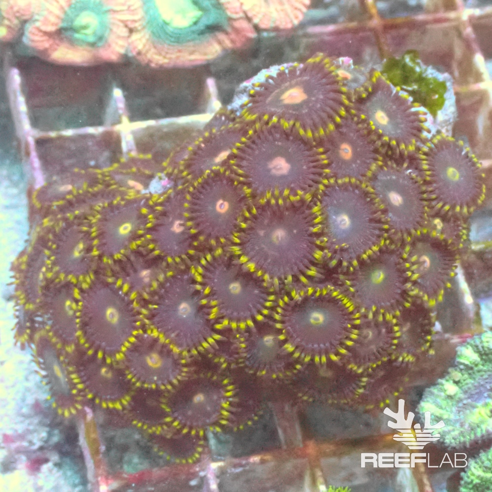 Zoas & C. - ReefLab