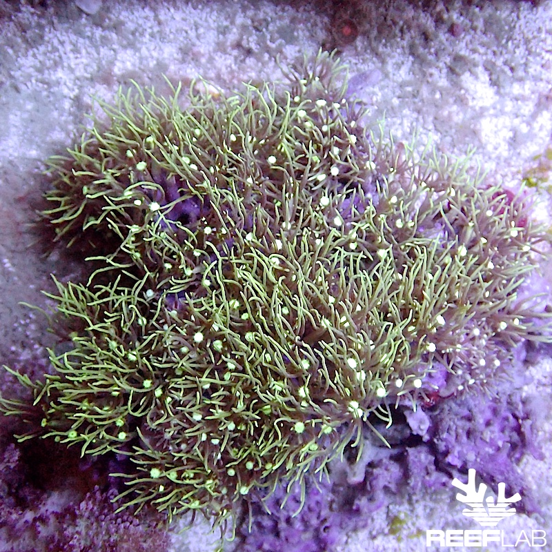 Pachyclavularia violacea | ReefLab